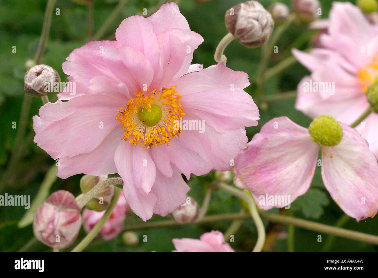 Anemone x hybrida Queen Charlotte japanese anemone Stock Photo - Alamy