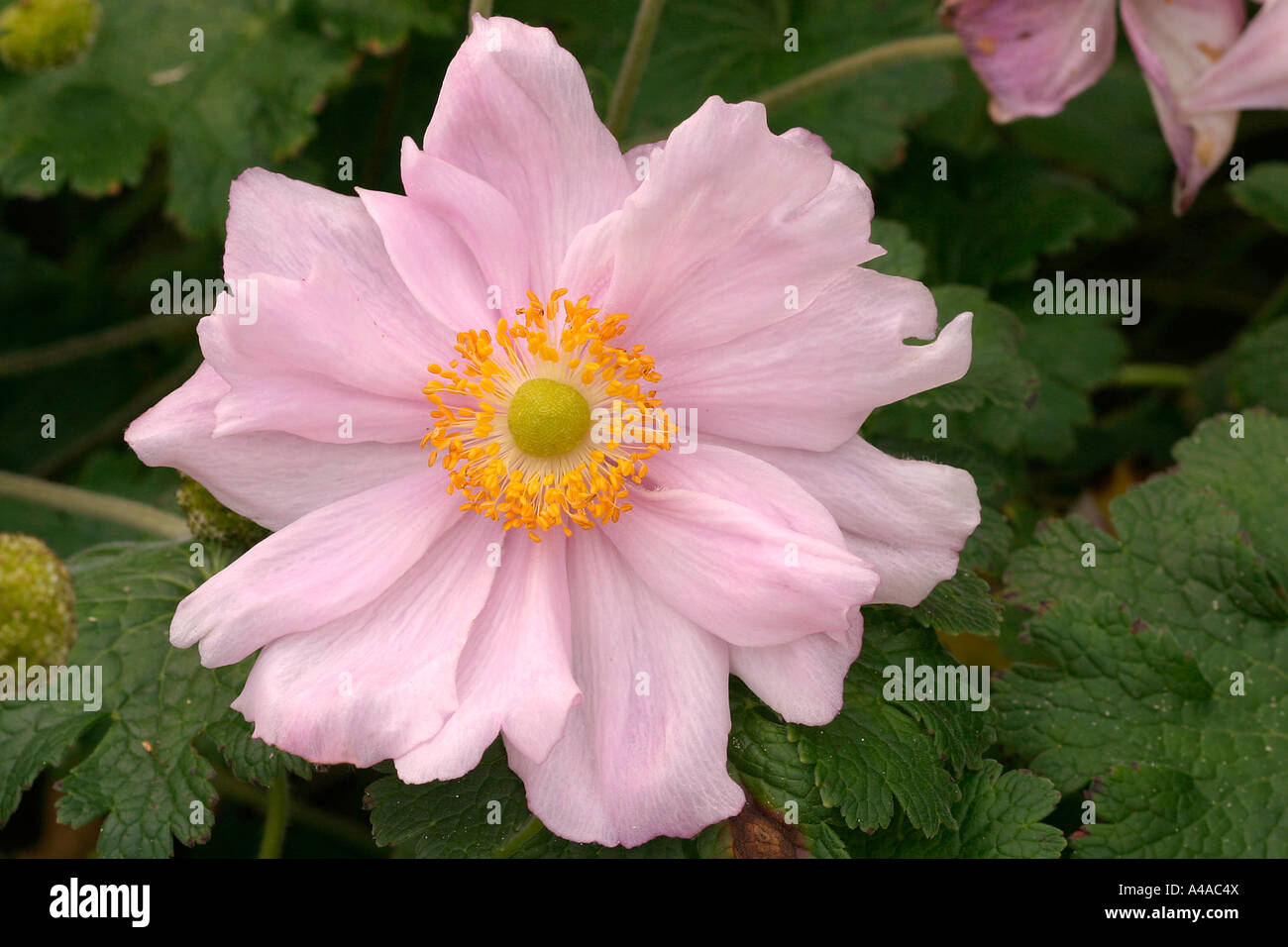 Anemone x hybrida Queen Charlotte Stock Photo - Alamy