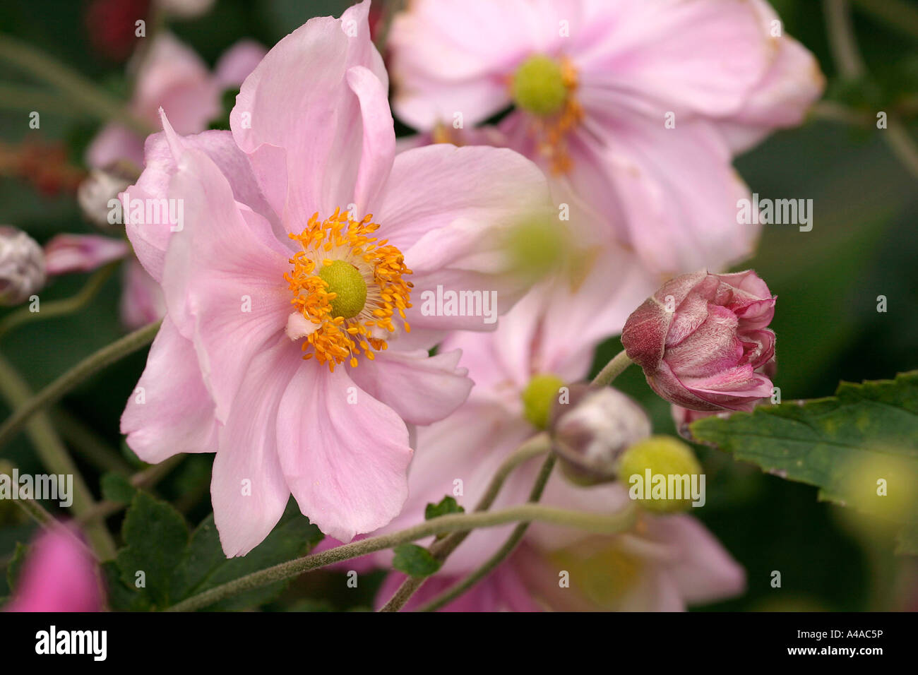 Anemone x hybrida Queen Charlotte Stock Photo - Alamy