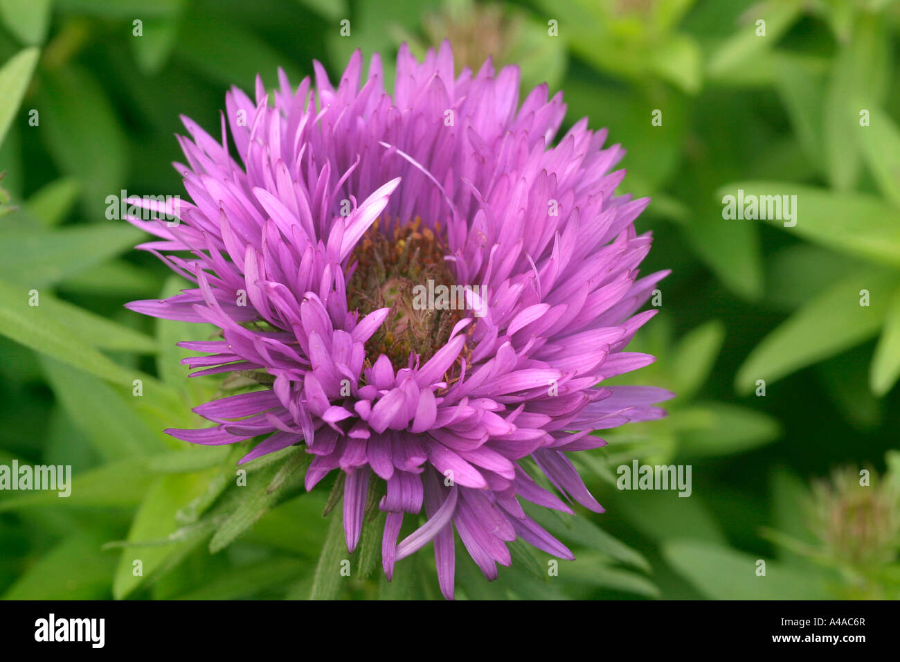 Aster novae angliae Purple Dome New England aster Stock Photo - Alamy