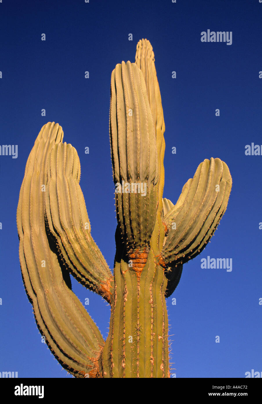 Cactus Of Baja California at Randy Eubanks blog