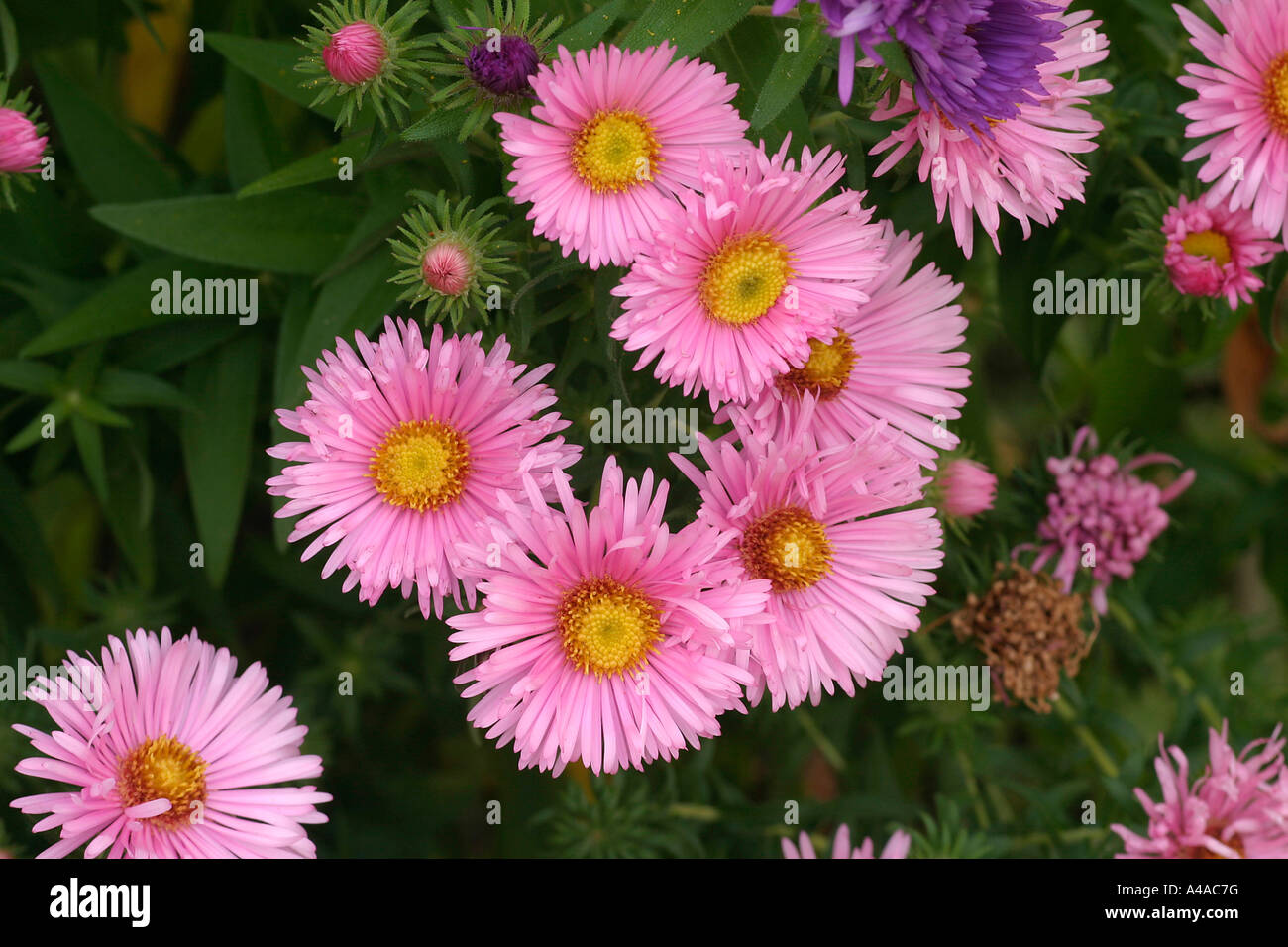 Aster novae angliae Harrington s Pink New England aster Stock Photo - Alamy