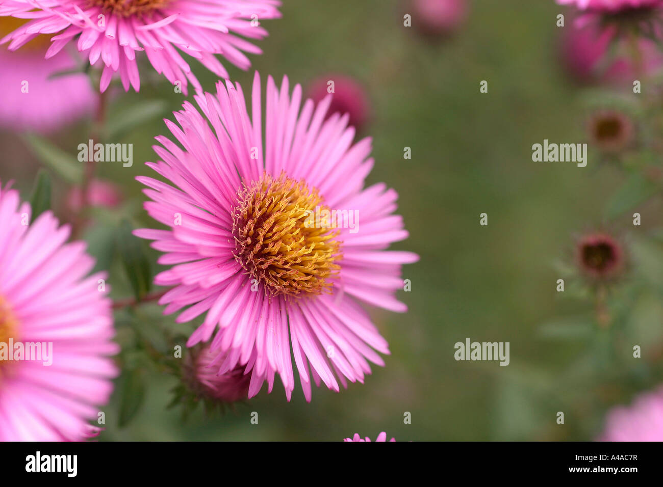 Aster novae angliae Harrington s Pink New England aster Stock Photo - Alamy