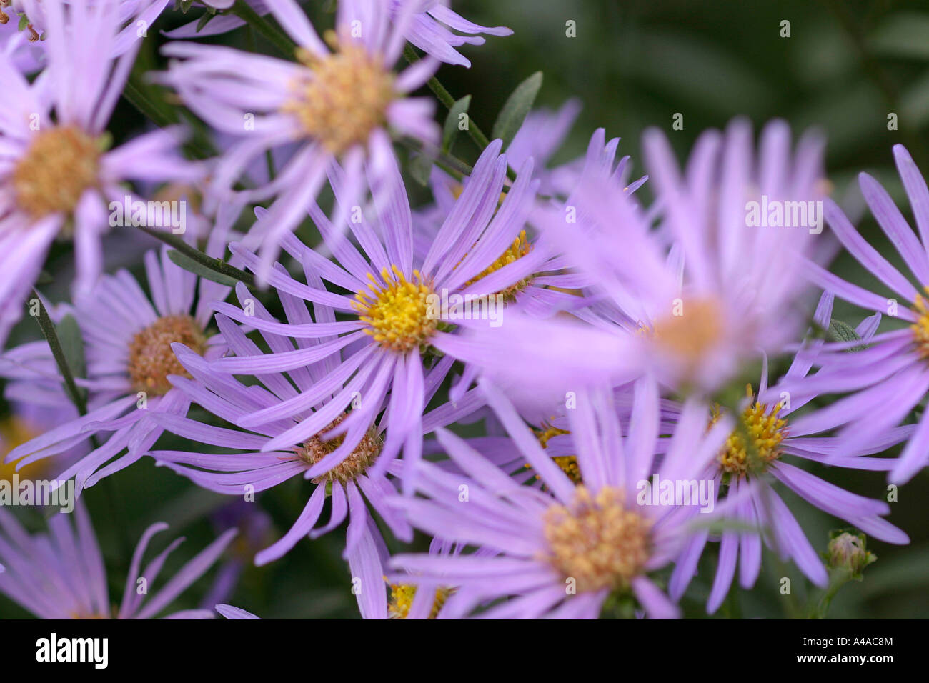 Aster amellus Silbersee Stock Photo - Alamy