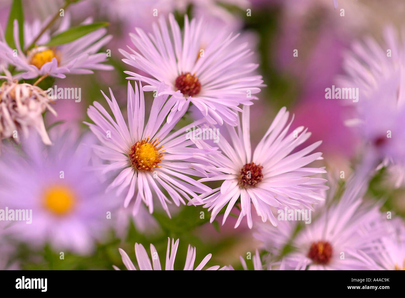 Aster novi belgii New York aster hybrid Stock Photo - Alamy