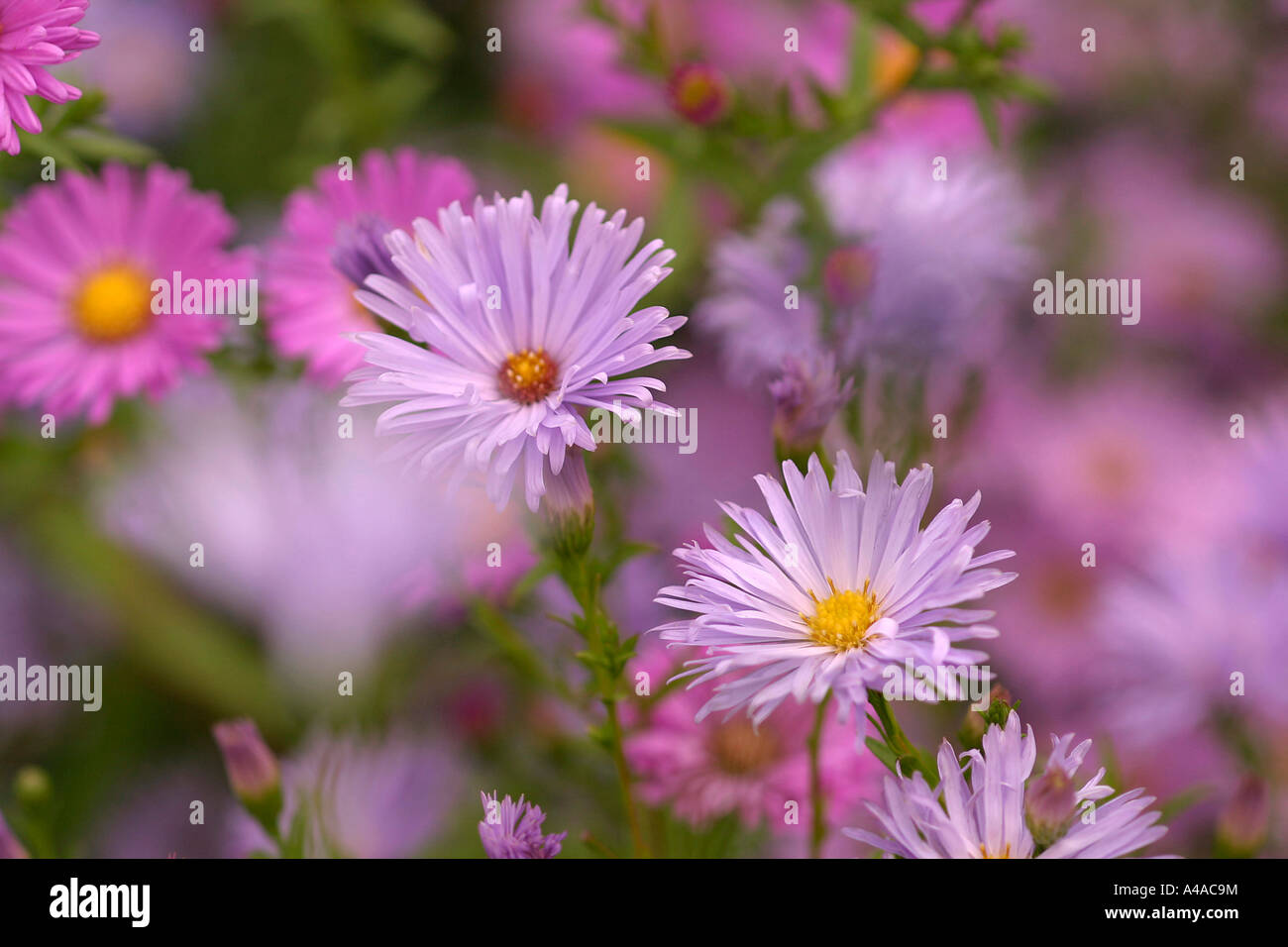 Aster novi belgii New York aster hybrid Stock Photo - Alamy