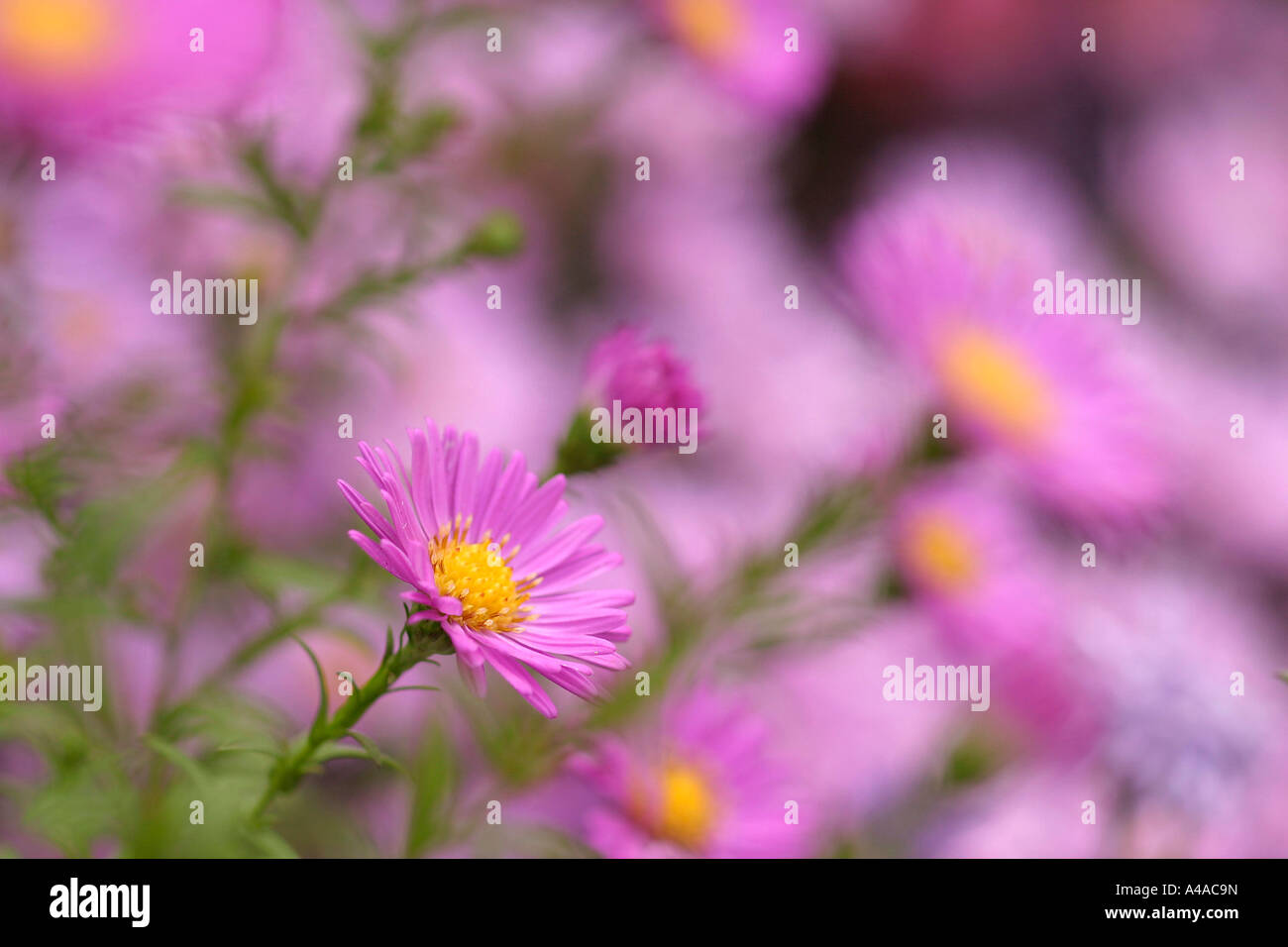 Aster hybrid hi-res stock photography and images - Alamy