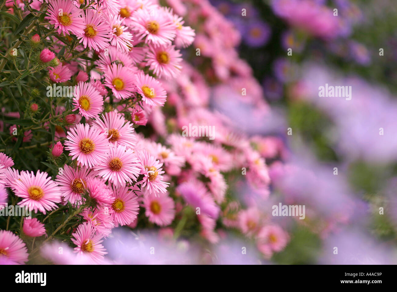 How To Plant And Grow Aster, 40% OFF | www.pinnaxis.com