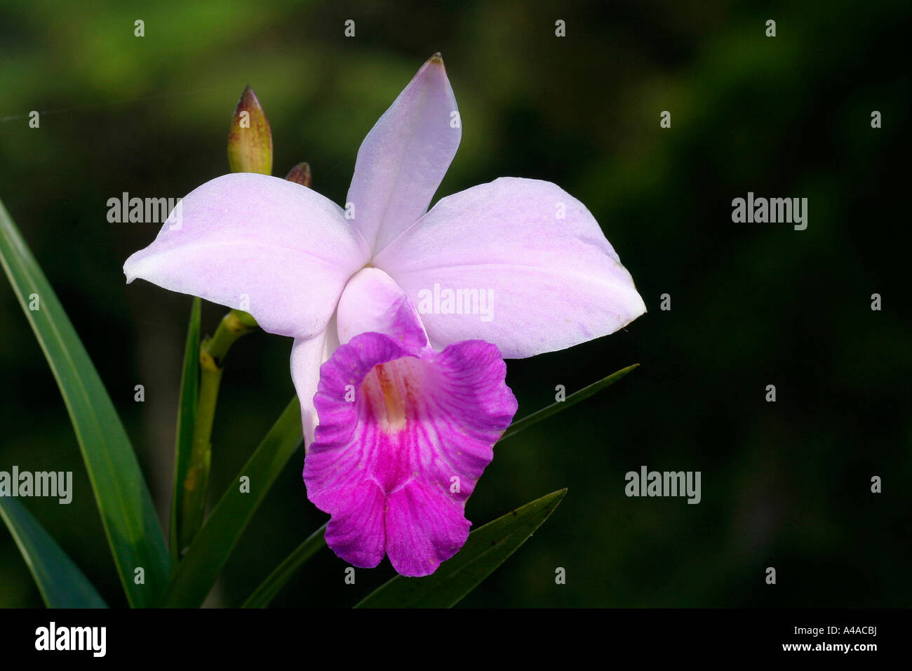 Graminifolia hi-res stock photography and images - Alamy
