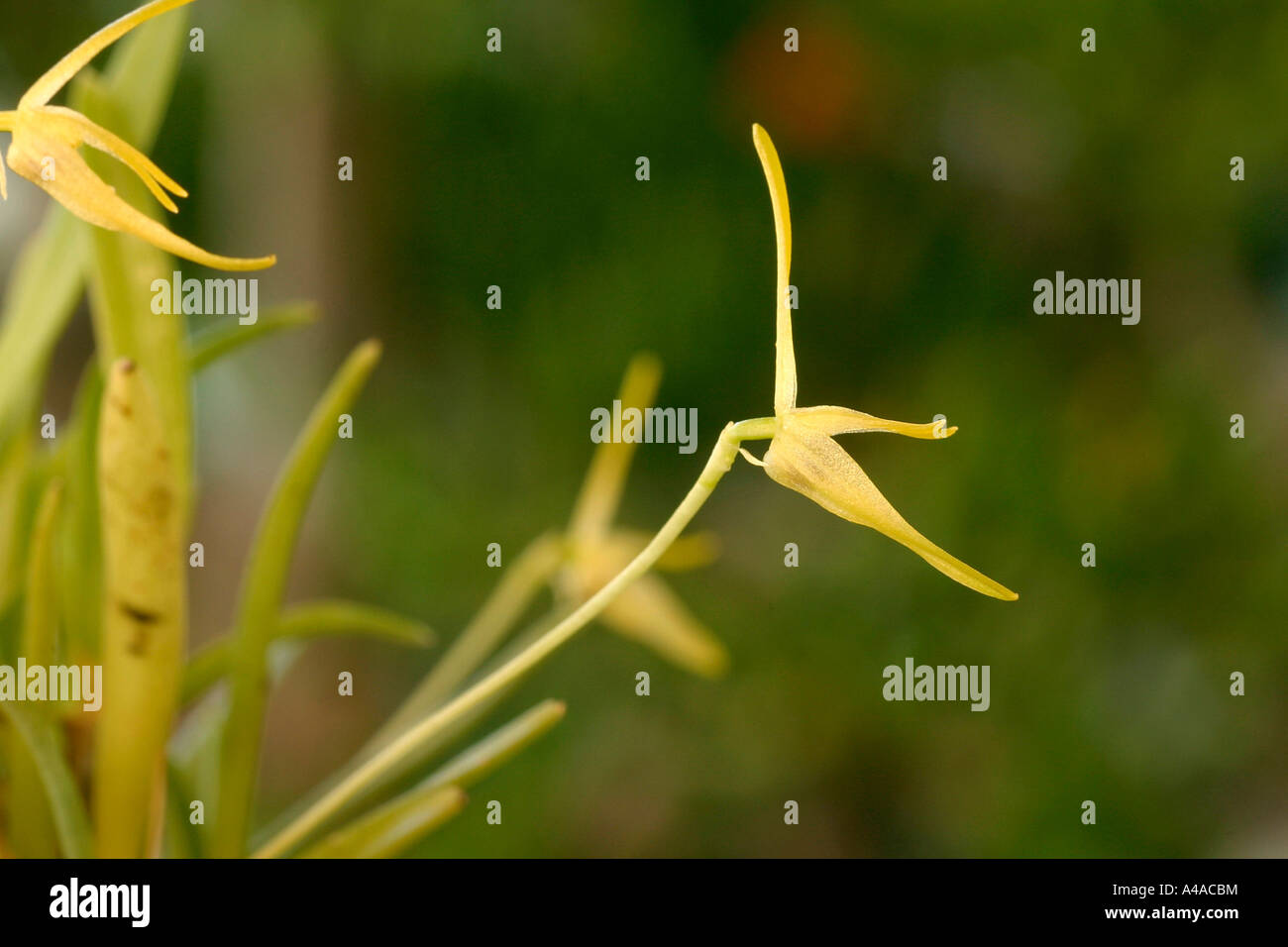 Barbosella cucullata hi-res stock photography and images - Alamy