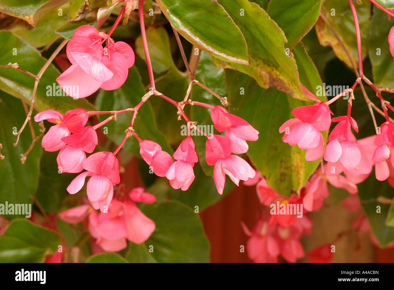 Begonia dragon wing hi-res stock photography and images - Alamy