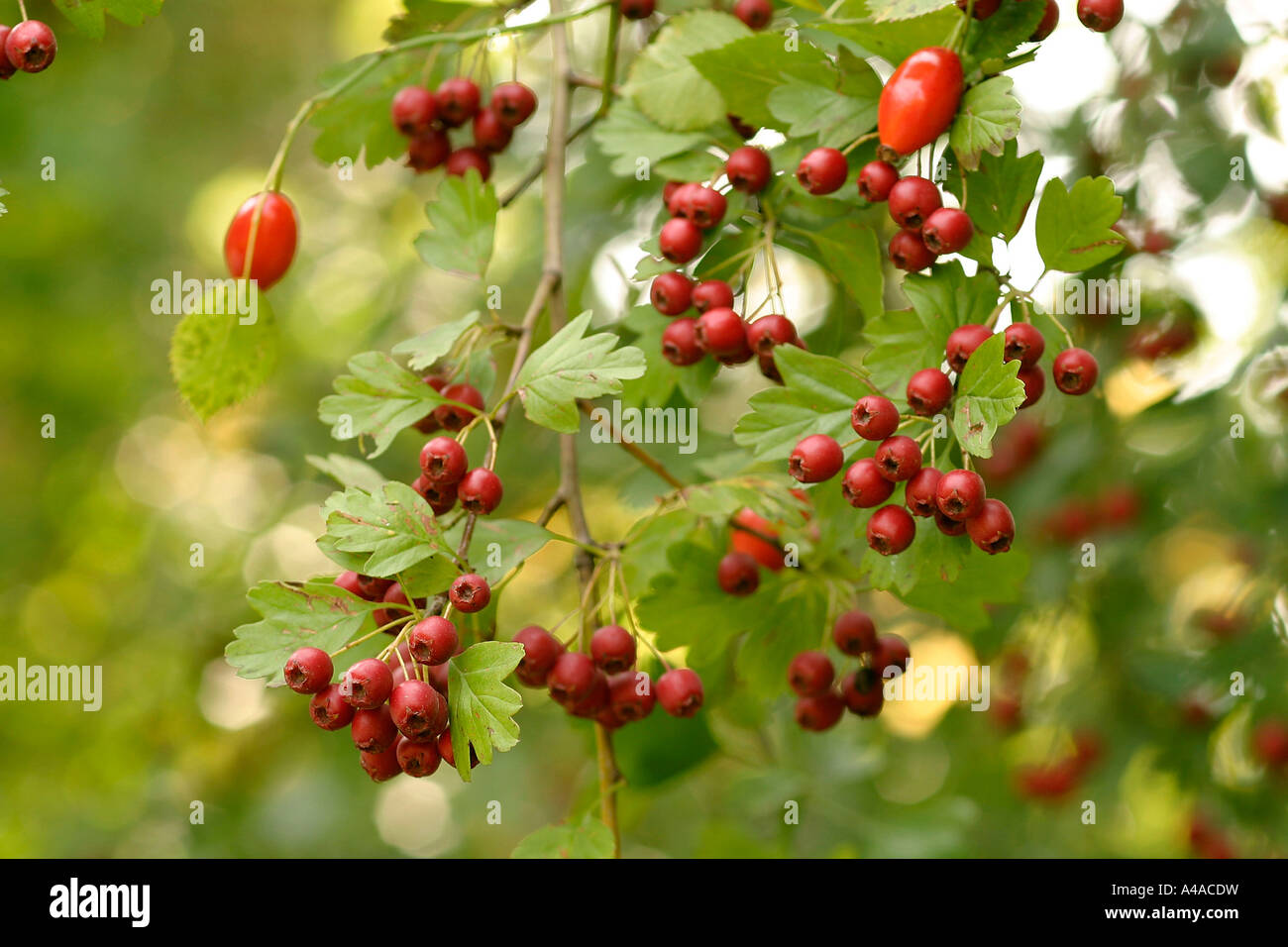 Biancospino crataegus monogyna hi-res stock photography and images - Alamy