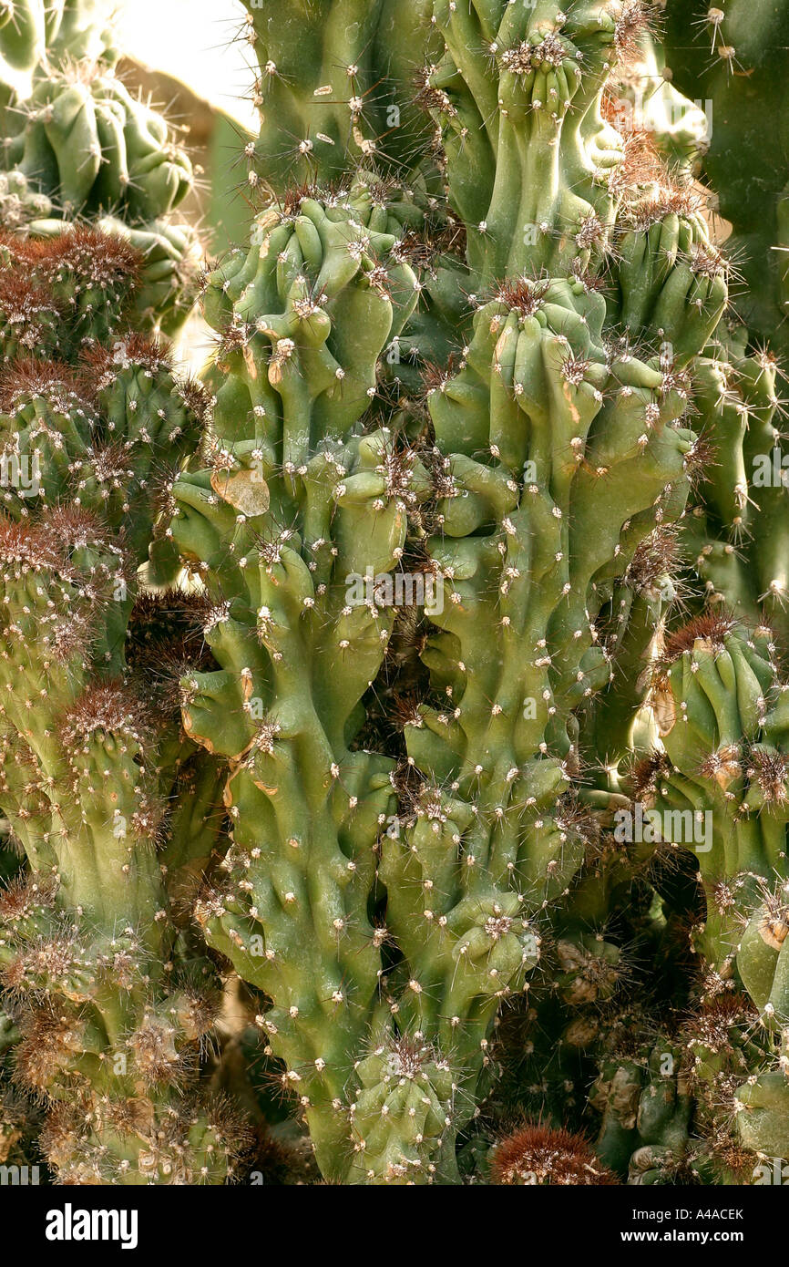 Cereus peruvianus Monstrosus Stock Photo - Alamy