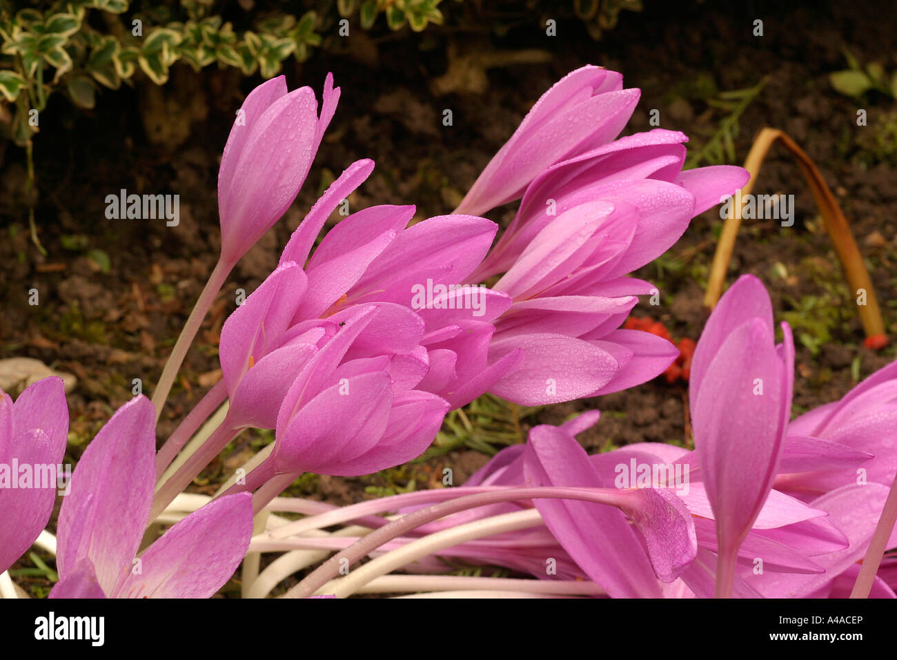 Colchicum a hi-res stock photography and images - Alamy