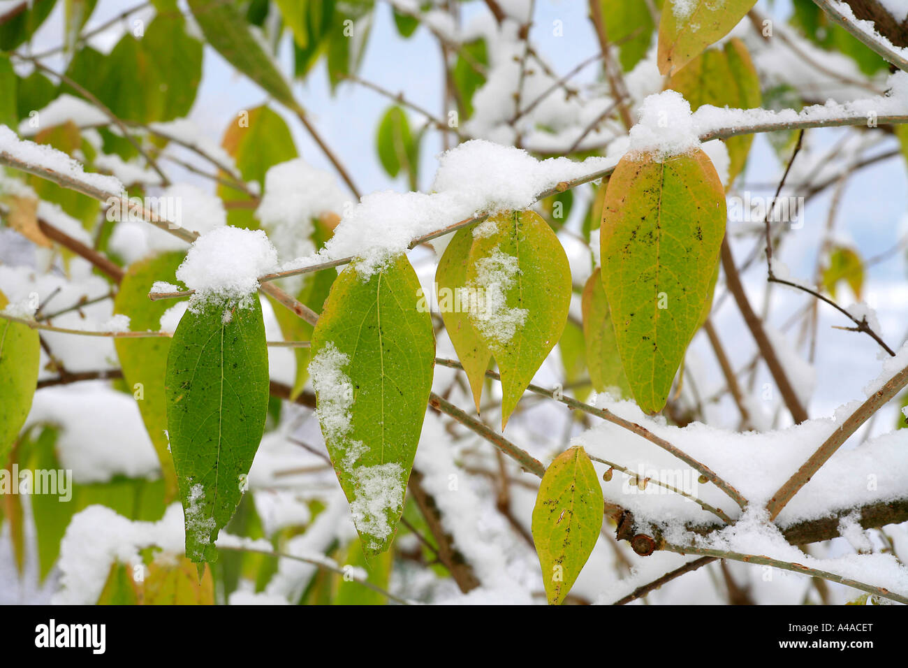Praecox hi-res stock photography and images - Alamy