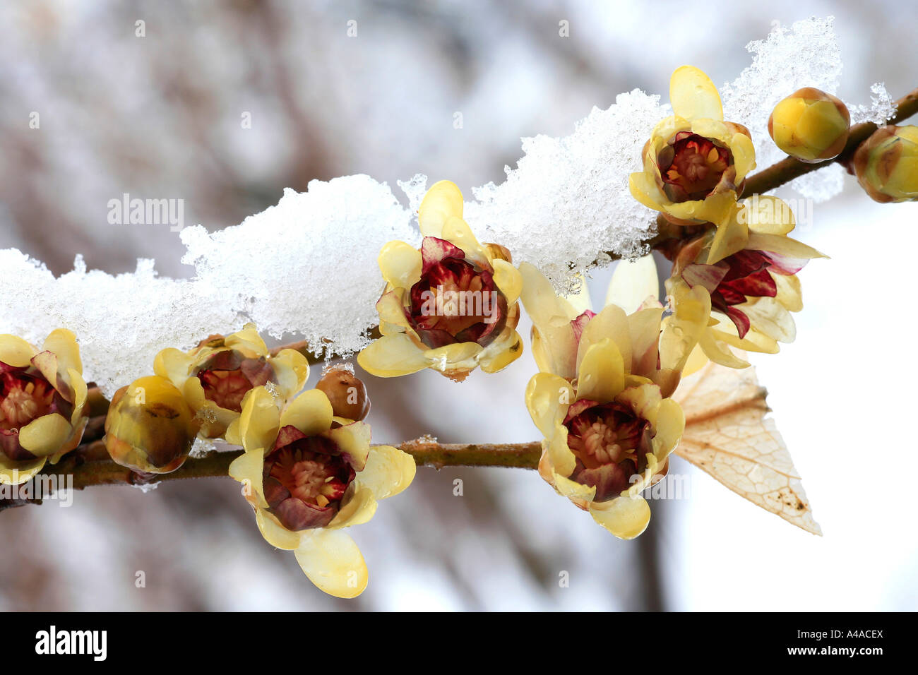 Praecox hi-res stock photography and images - Alamy