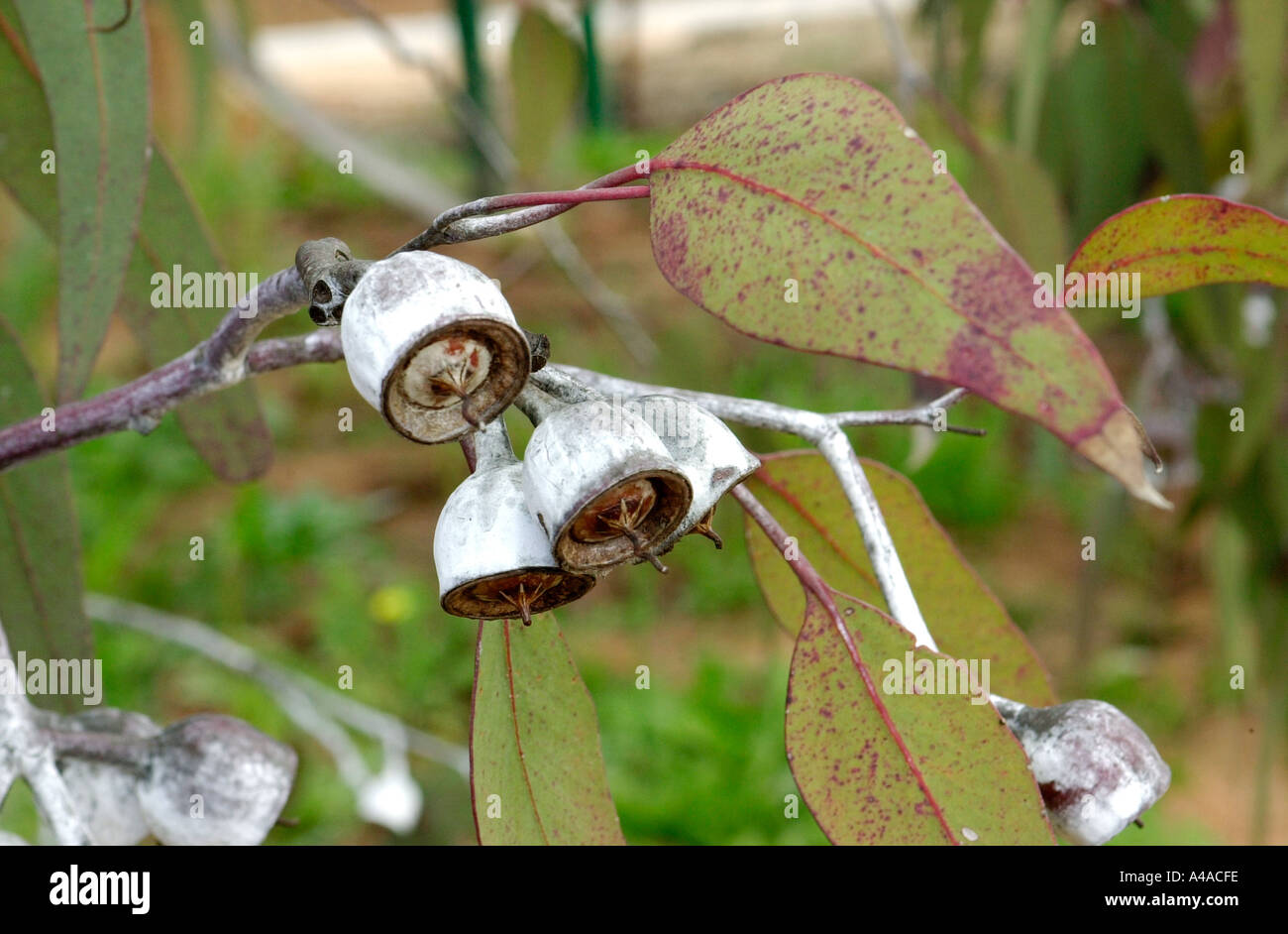 Ussie hi-res stock photography and images - Alamy