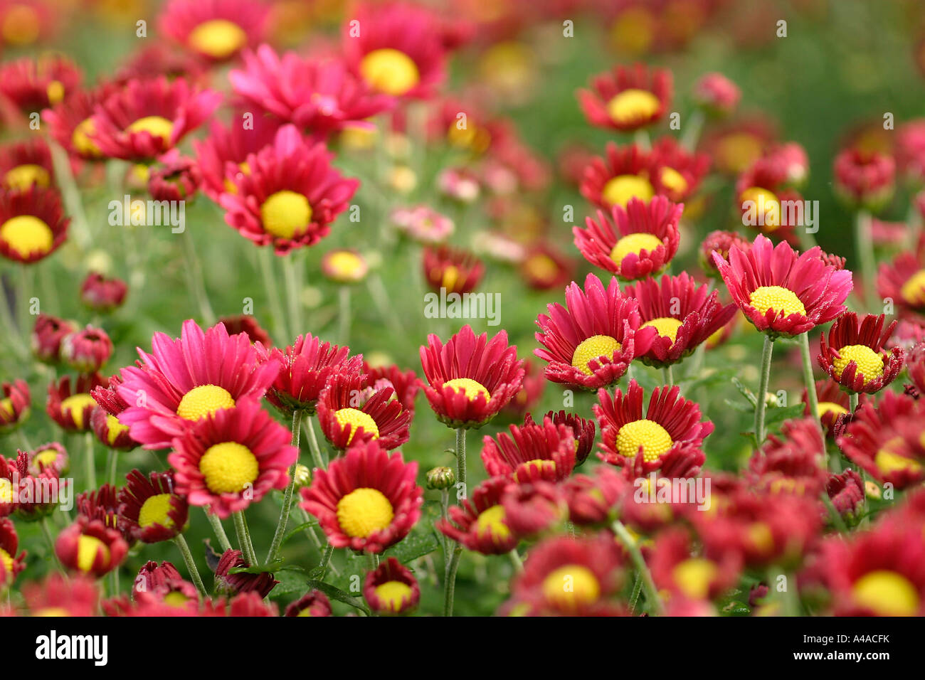Crisantemo coreano hi-res stock photography and images - Alamy