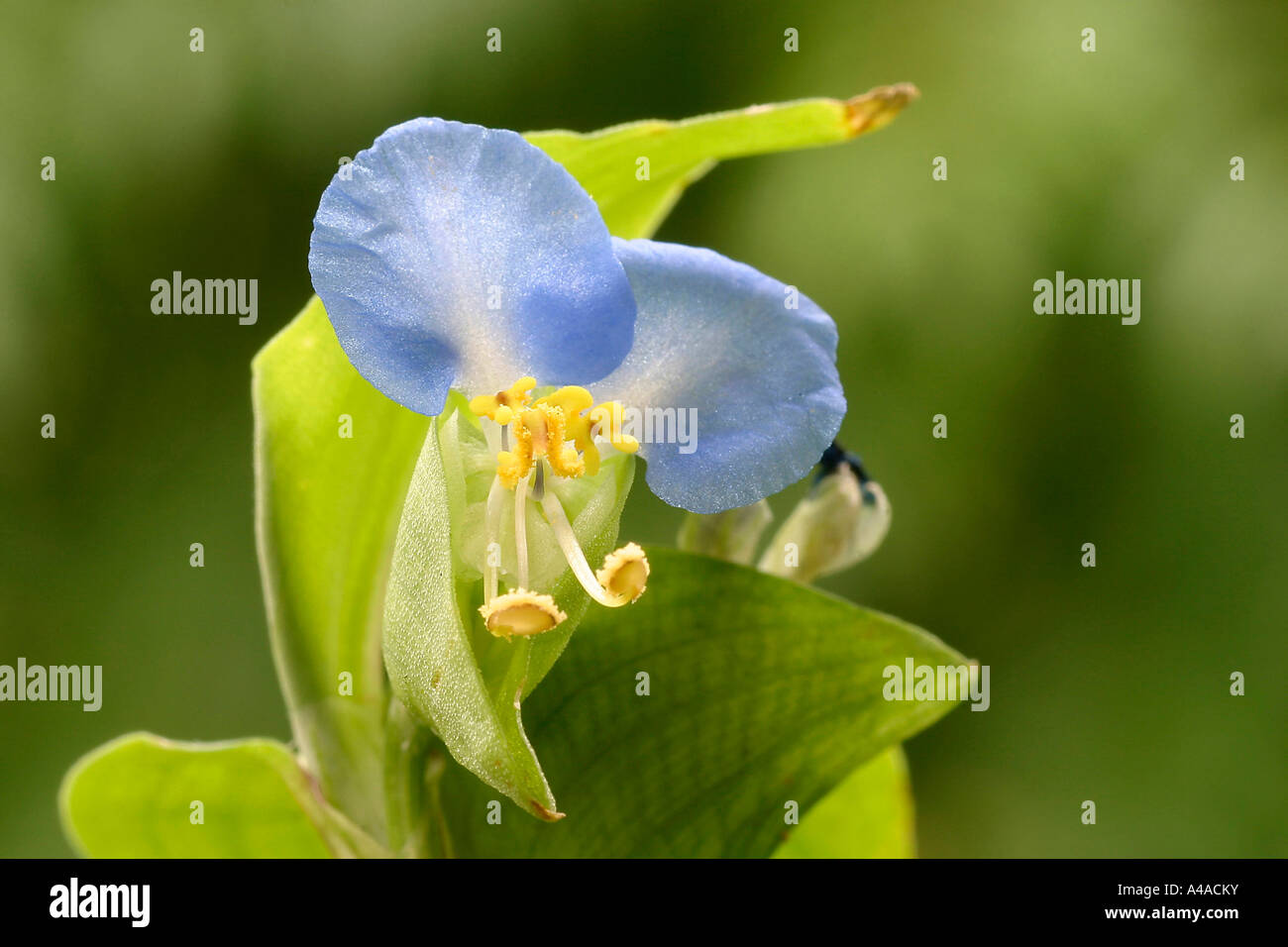 Commelina sp hi-res stock photography and images - Alamy