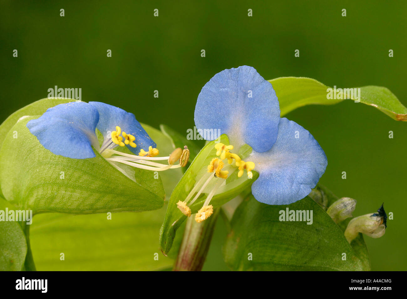 Commelina flower hi-res stock photography and images - Alamy