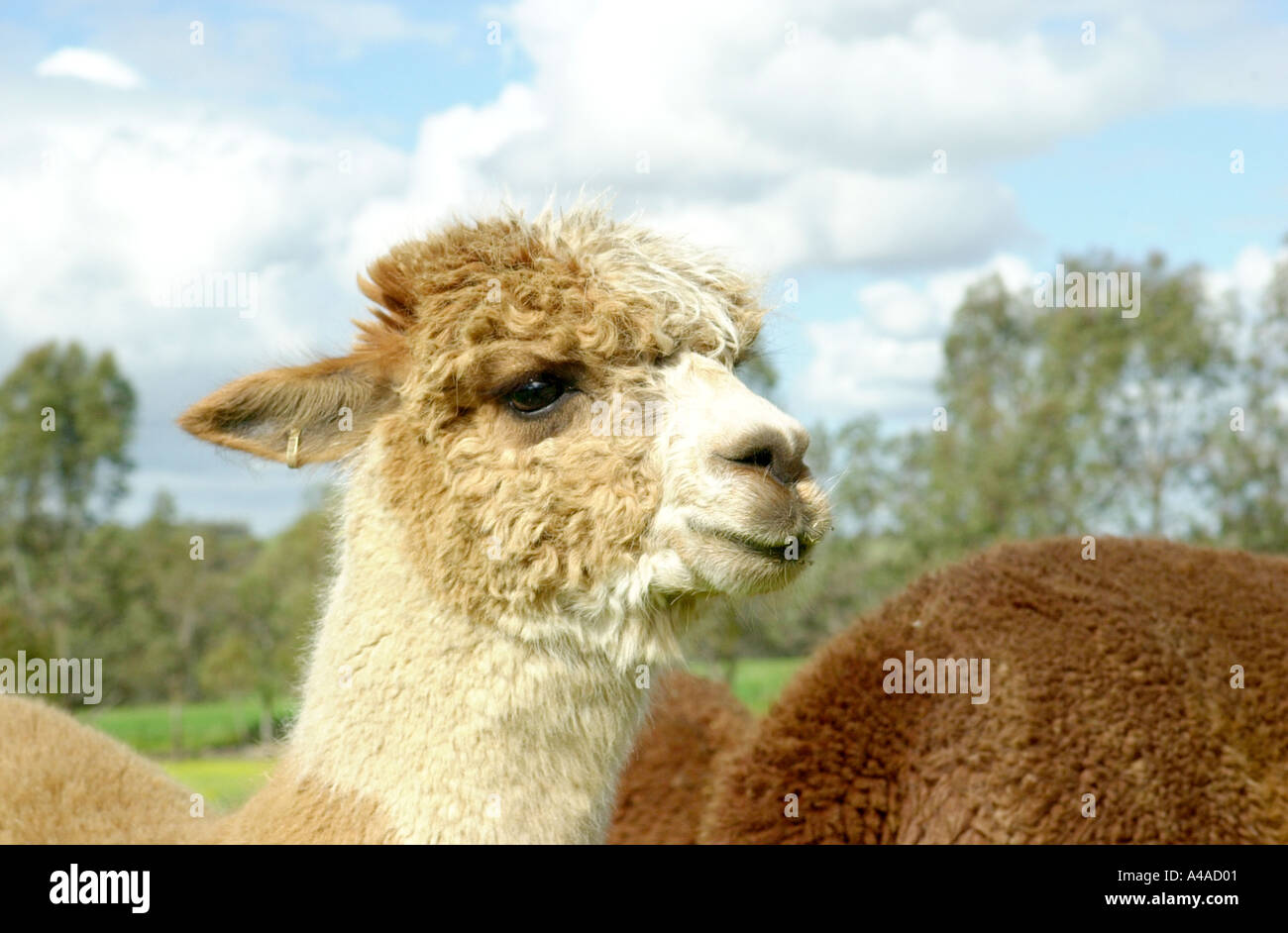 Female lama head Stock Photo - Alamy