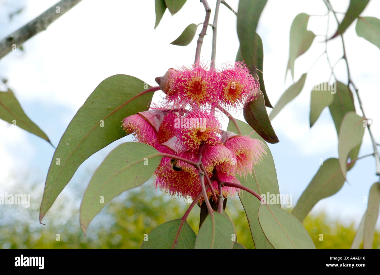 Gum flower hi-res stock photography and images - Alamy