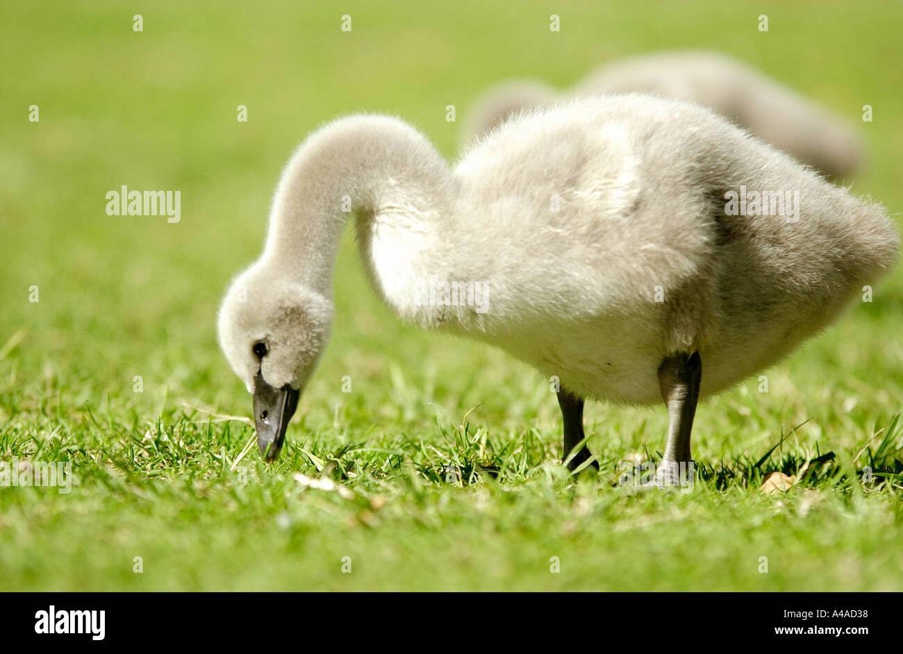 Cygnet color hi-res stock photography and images - Alamy