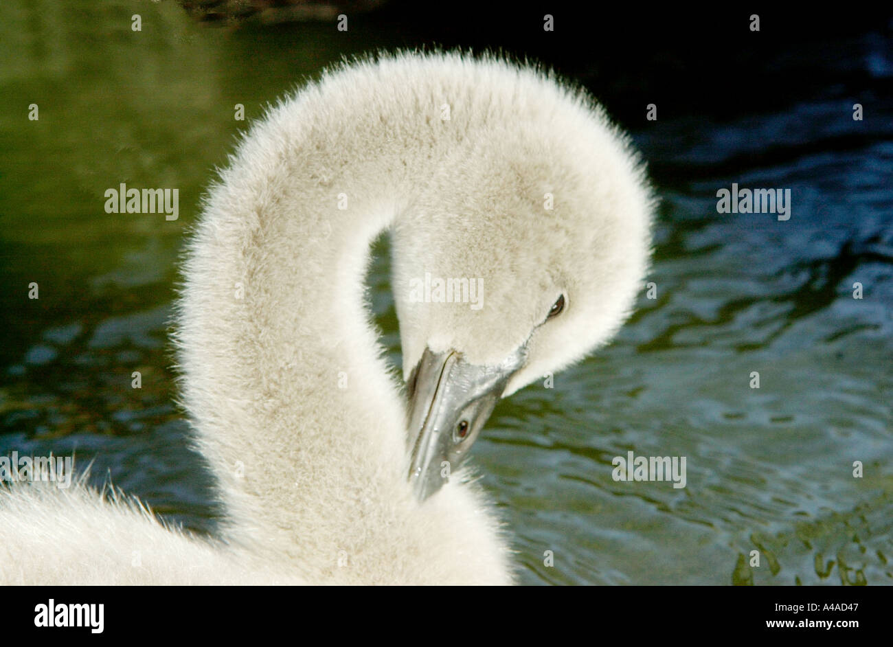 Cygnet s hi-res stock photography and images - Alamy