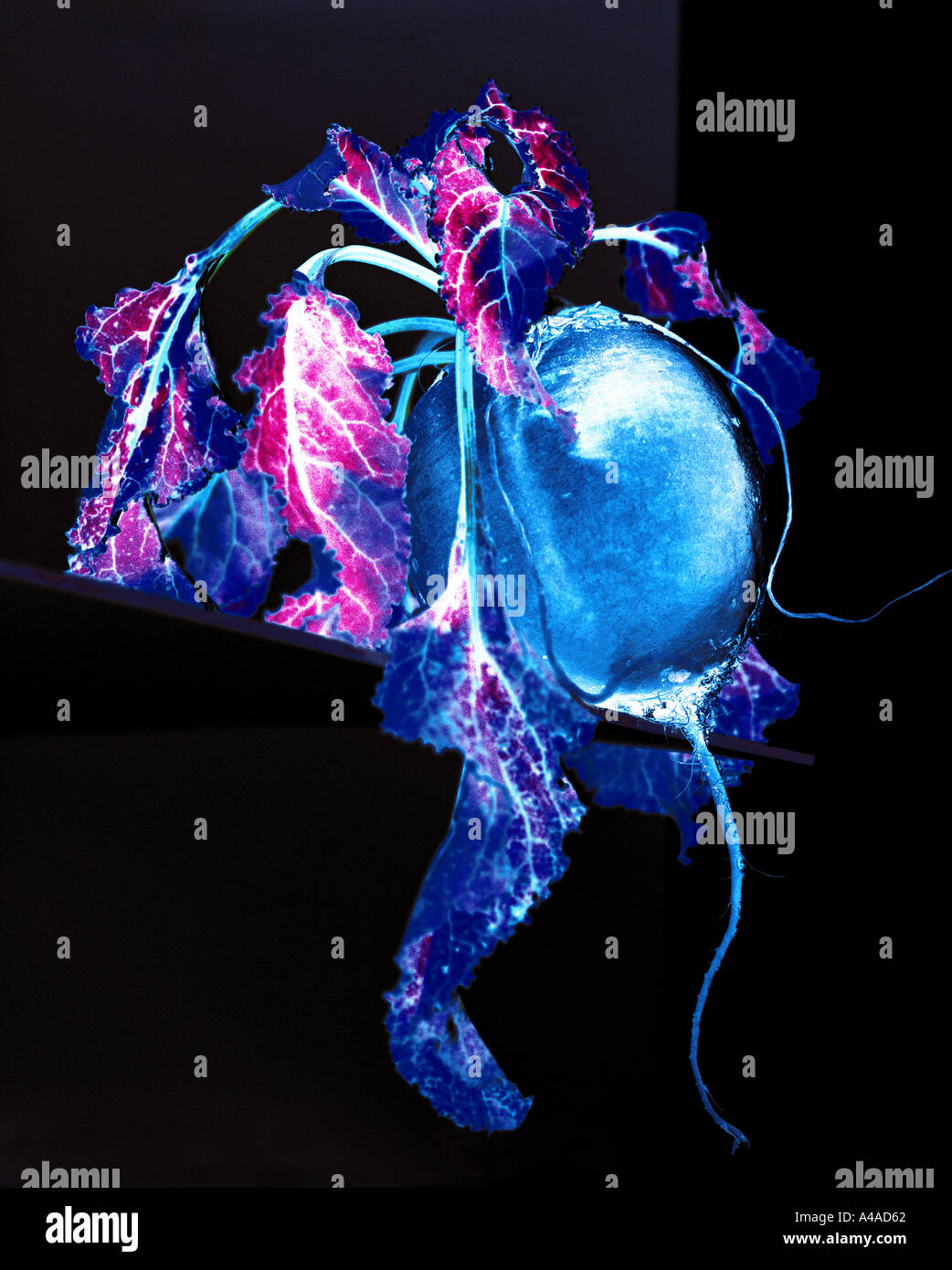 BLUE SERIES Beetroot Stock Photo - Alamy