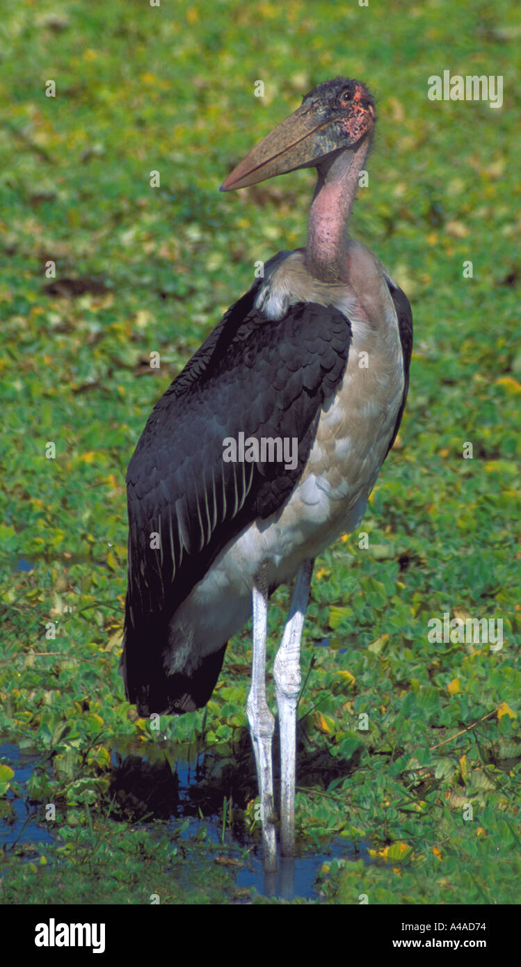 Marabou maribou Stork Stock Photo - Alamy