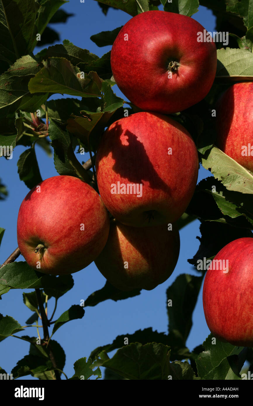 Golden Gala apples Trentino Alto Adige Italy Stock Photo - Alamy