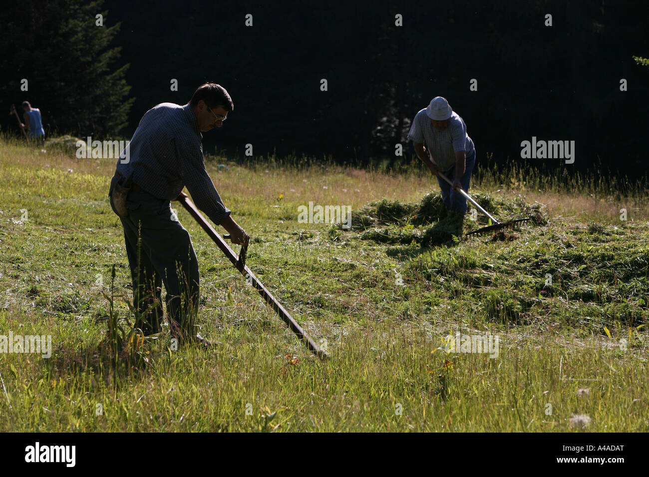 Haymaking hi-res stock photography and images - Alamy