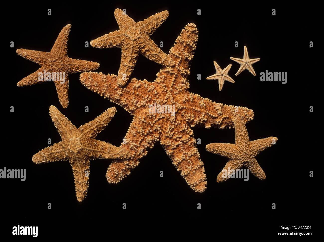 Collection of starfish Stock Photo - Alamy