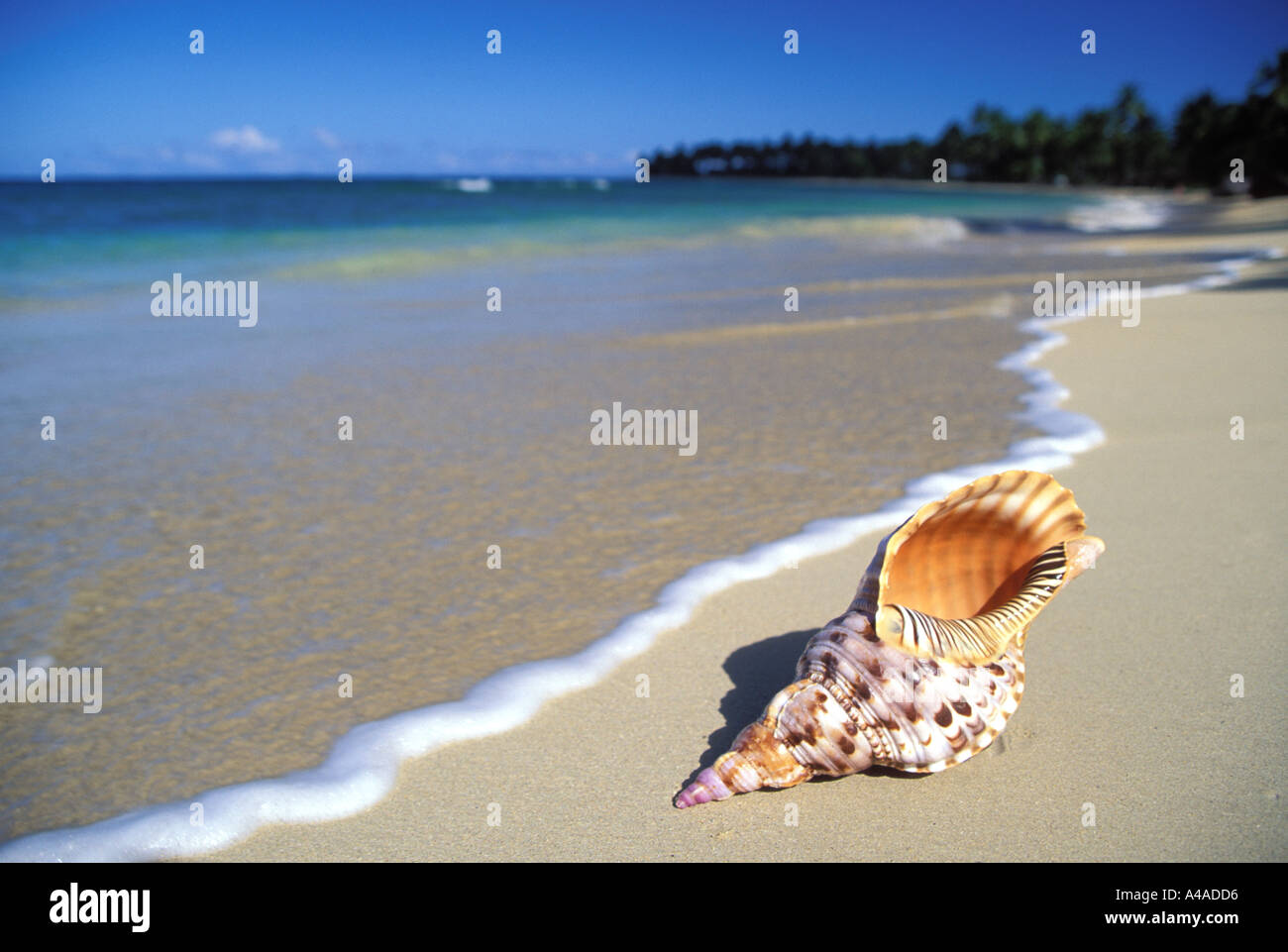 Triton shell on beach Stock Photo - Alamy