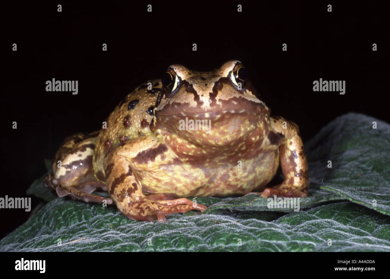 COMMON FROG ENGLAND Stock Photo - Alamy