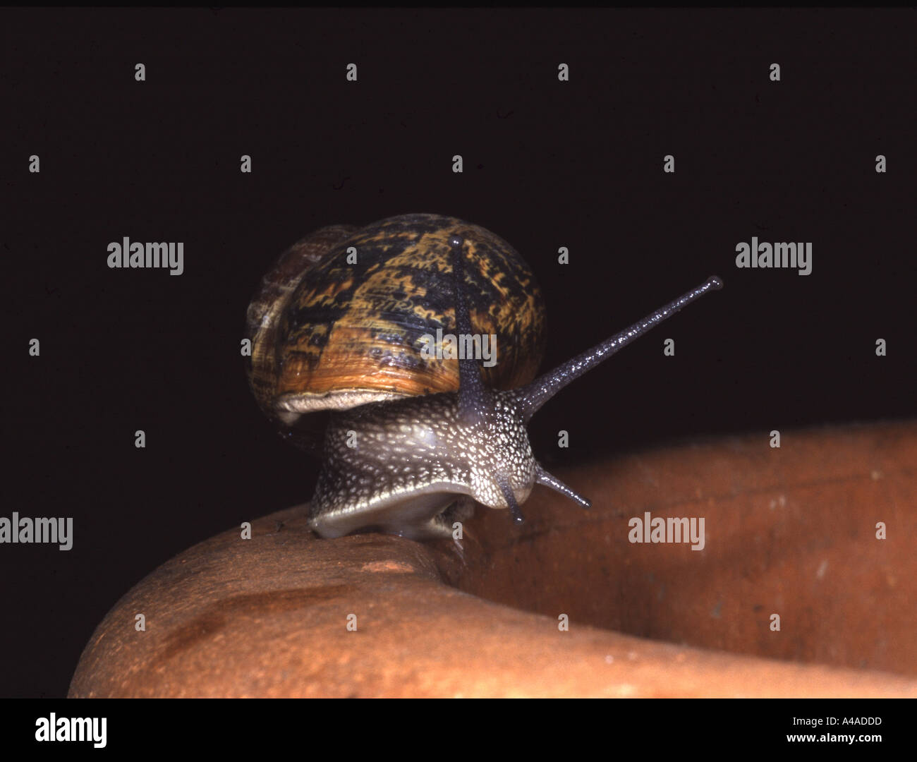 Snails garden pot hi-res stock photography and images - Alamy