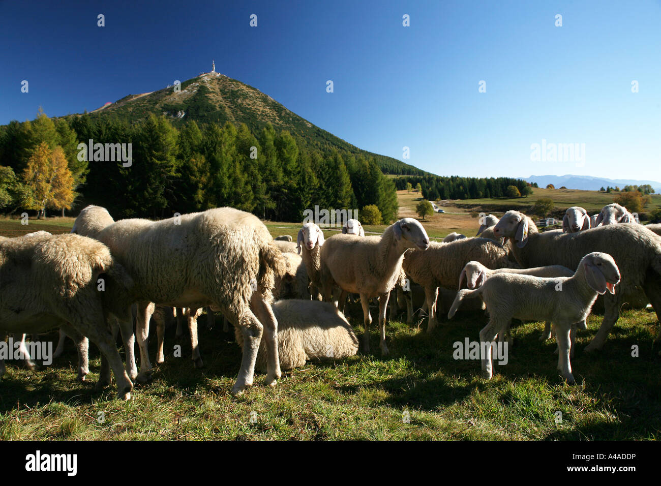 Flock of sheep Viote del Bondone Bondone mountain Trentino Alto Adige ...