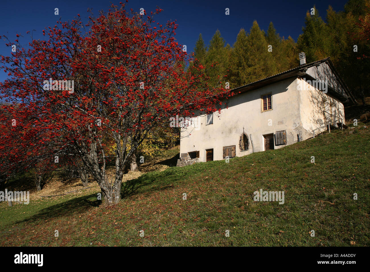 Mountain ash tree Valle dei Mocheni Trentino Alto Adige Italy Stock ...
