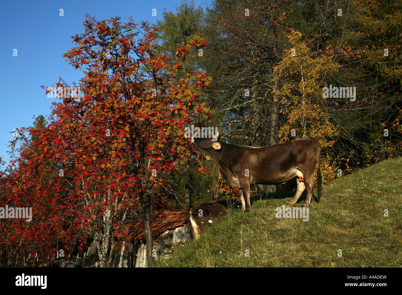 Cow eating berries of mountain ash tree Valle dei Mocheni Trentino Alto ...