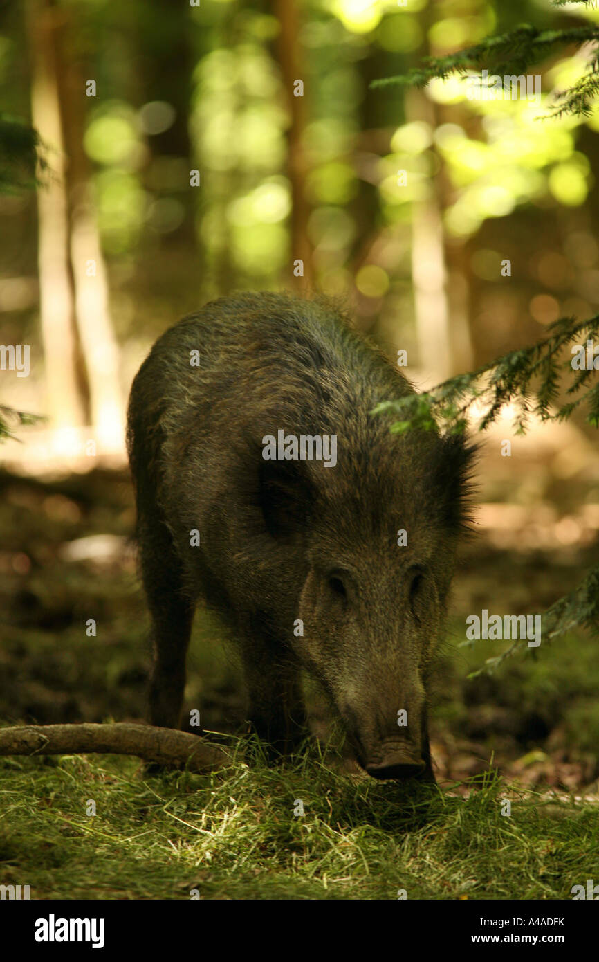 Wild boar Trentino Alto Adige Italy Stock Photo - Alamy