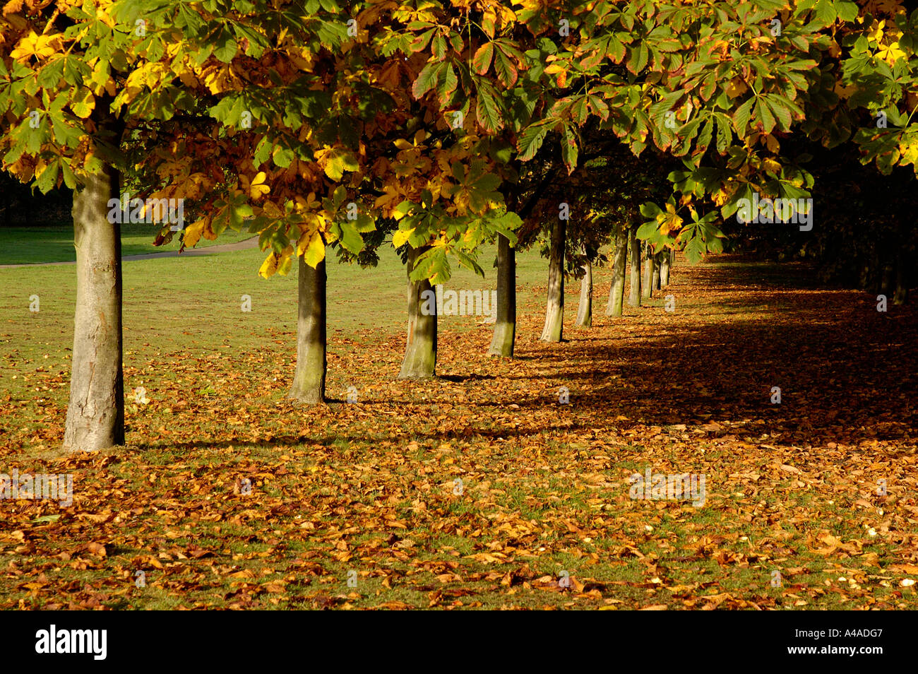 Conker tree autumn hi-res stock photography and images - Alamy