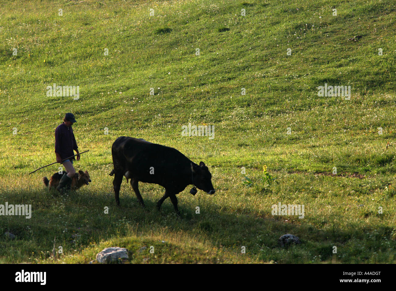 Shepherd with cow hi-res stock photography and images - Alamy