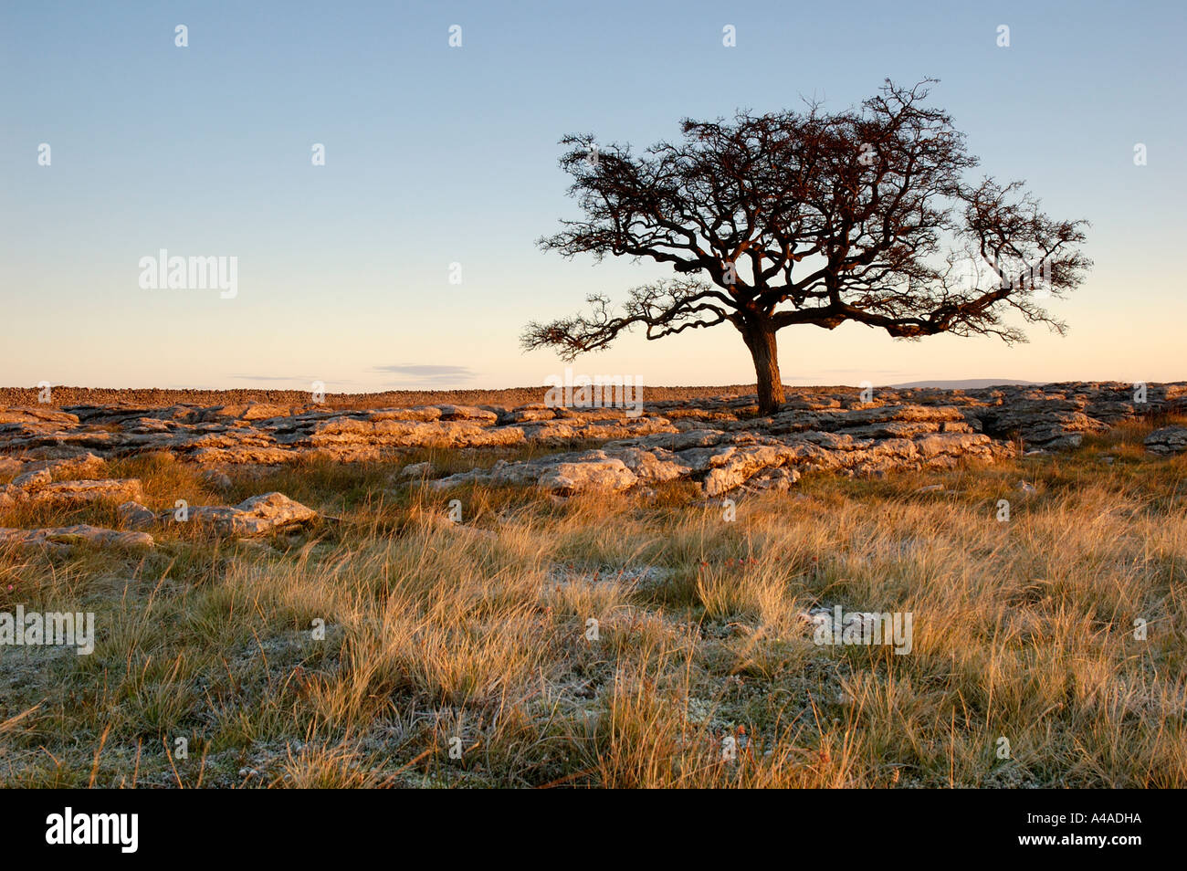Tree at dawn Orton Scar Cumbria, England Stock Photo - Alamy