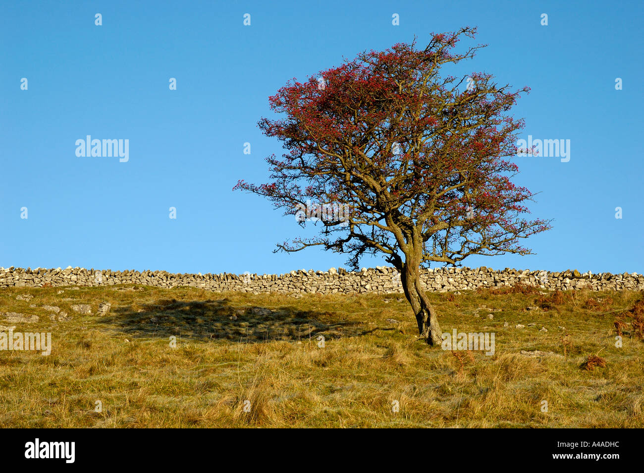 Orton scar hi-res stock photography and images - Alamy