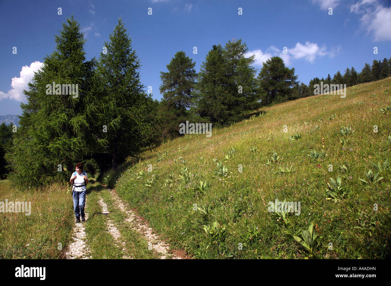 Trekking Piana delle Viote Bondone mountain Trentino Alto Adige Italy ...