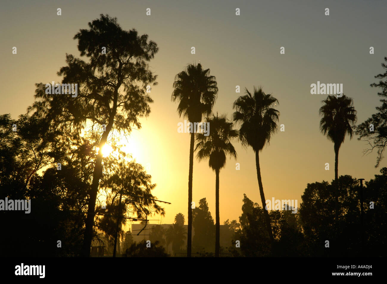 Palm trees at sunset Marrakech Stock Photo - Alamy