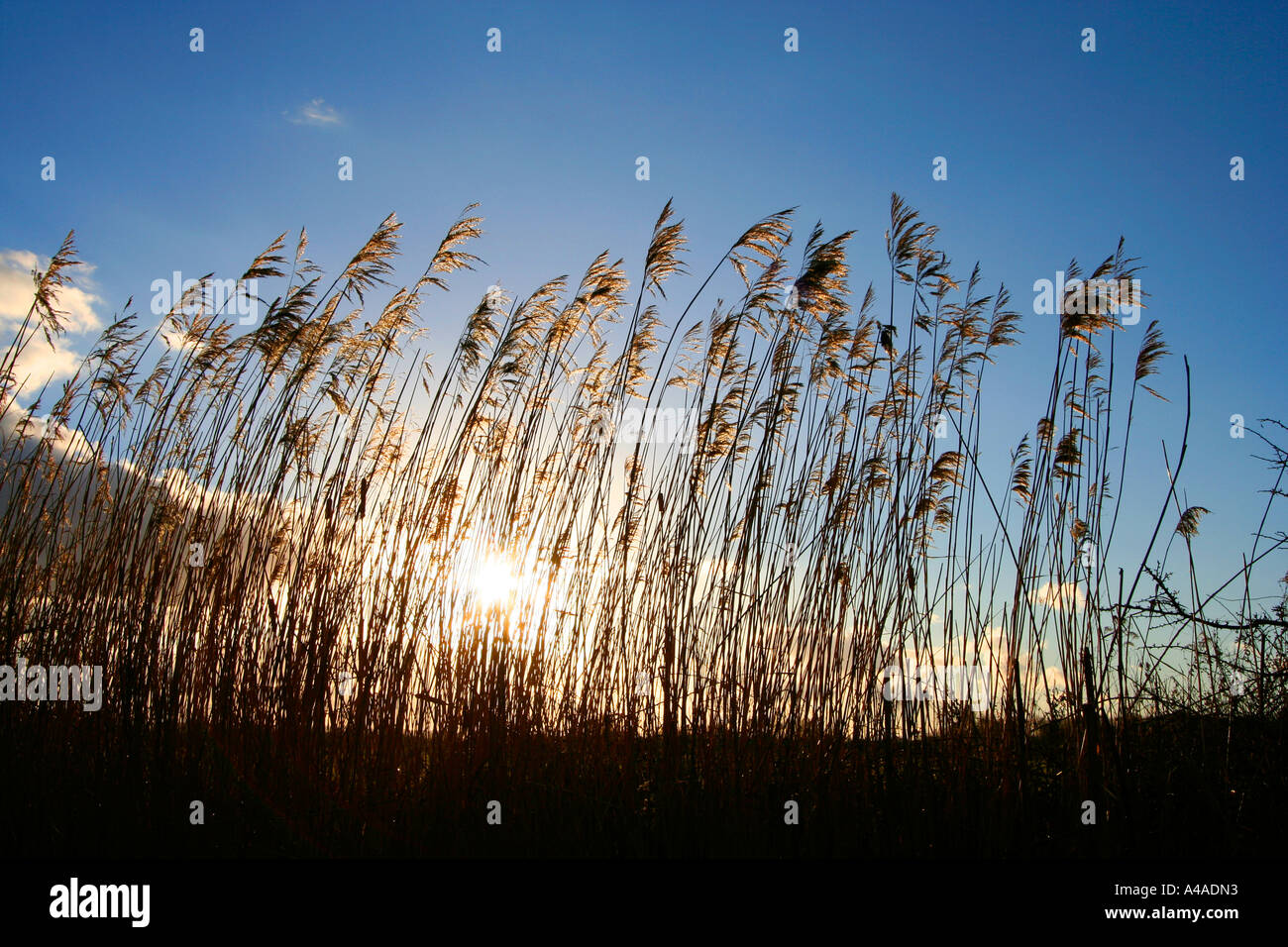 Leaves of common reed hi-res stock photography and images - Alamy