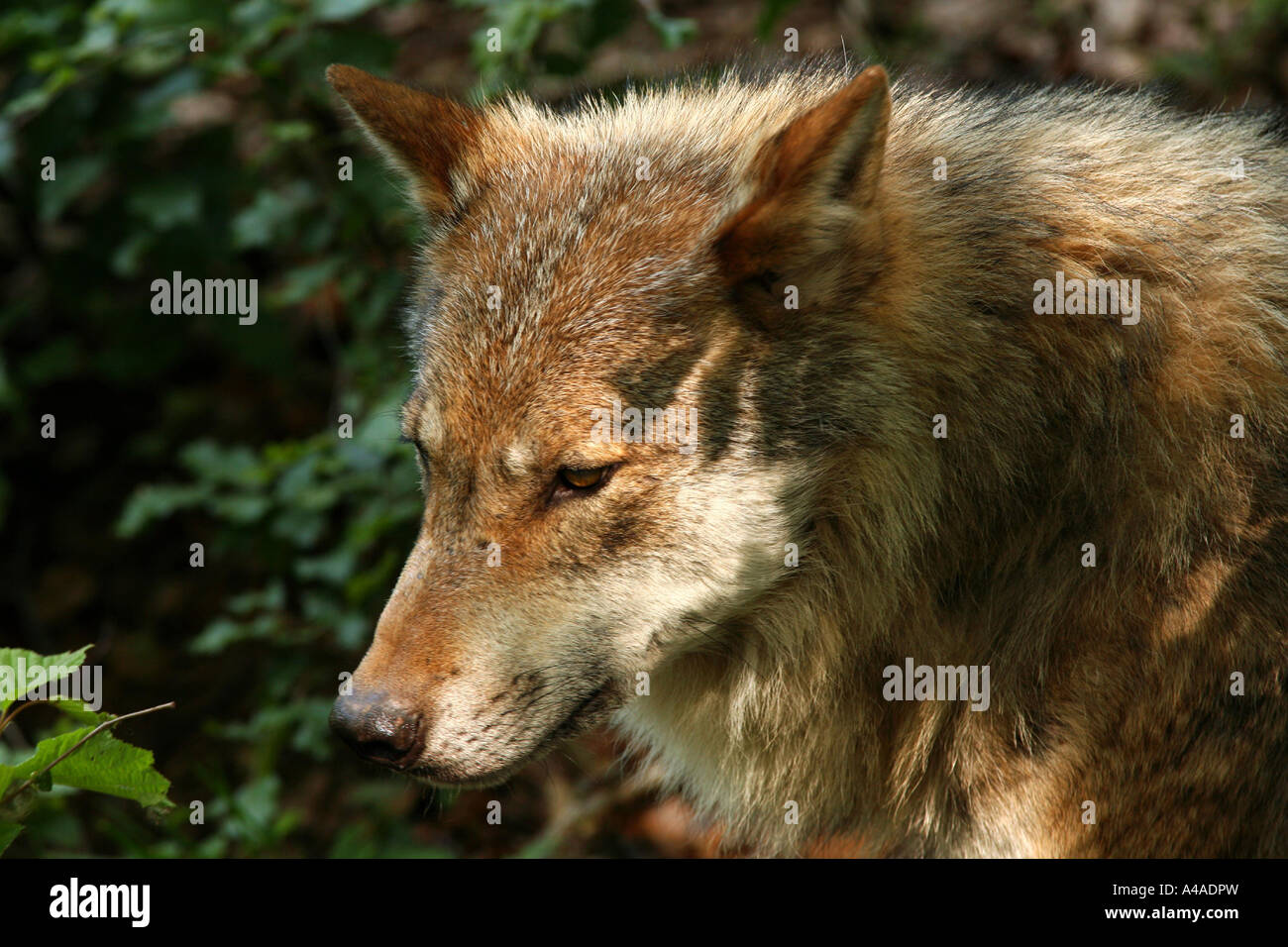 Lupo wolf hi-res stock photography and images - Alamy