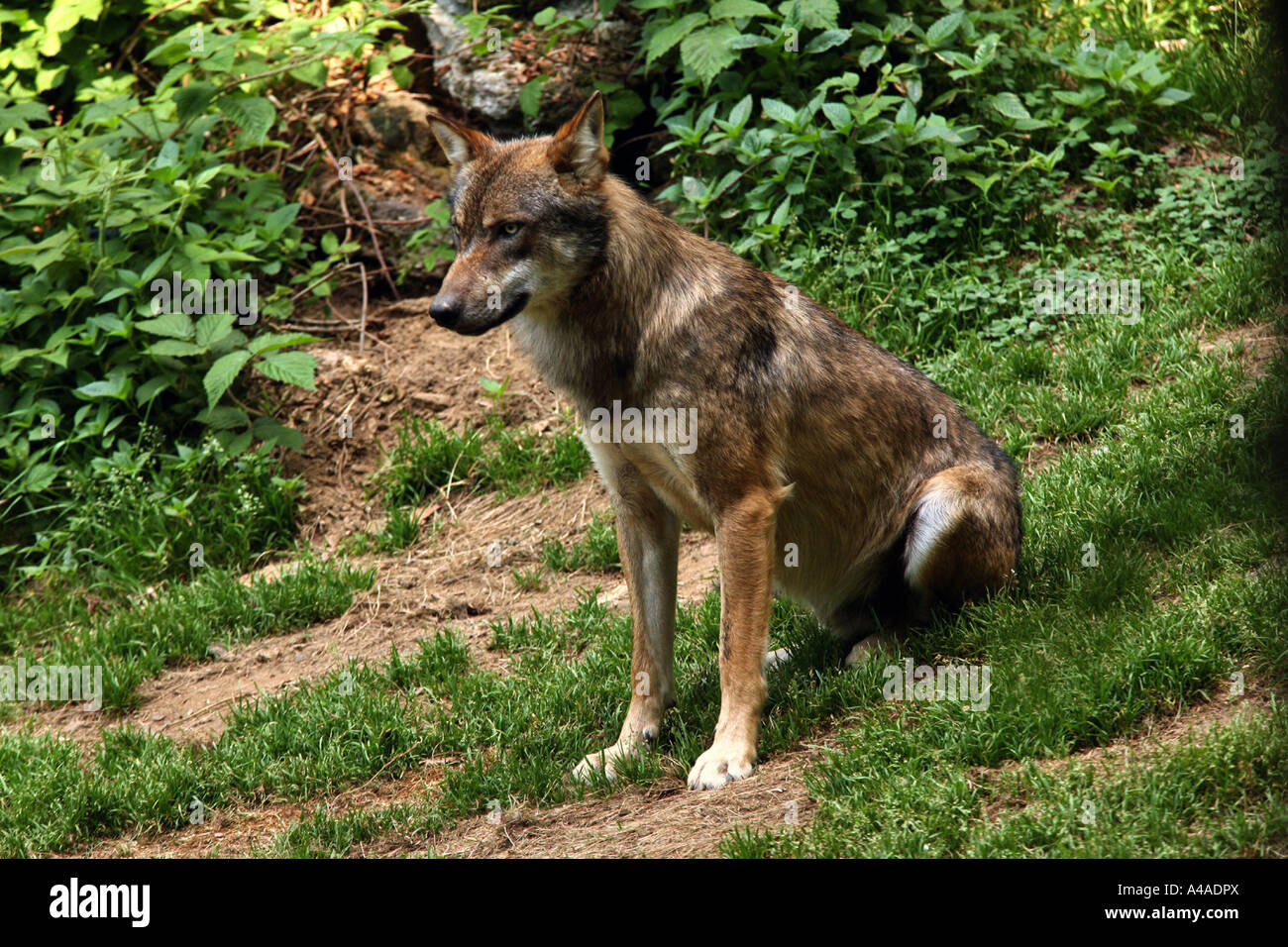 Lupo wolf hi-res stock photography and images - Alamy