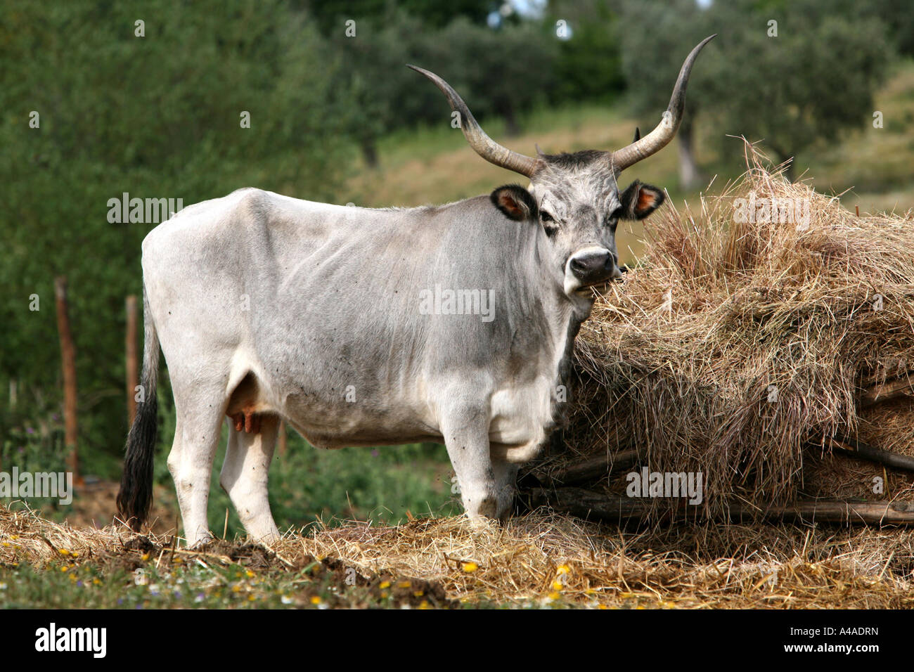 Maremma Cow High Resolution Stock Photography and Images - Alamy